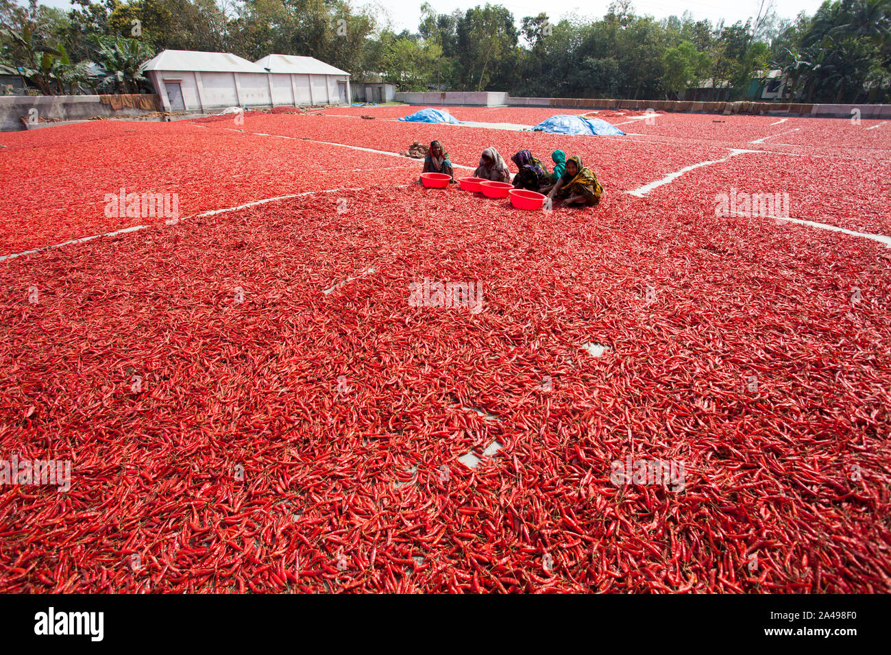 GAIBANDHA, BANGLADESH - FEBRUARY 23 : Women processing and drying red ...