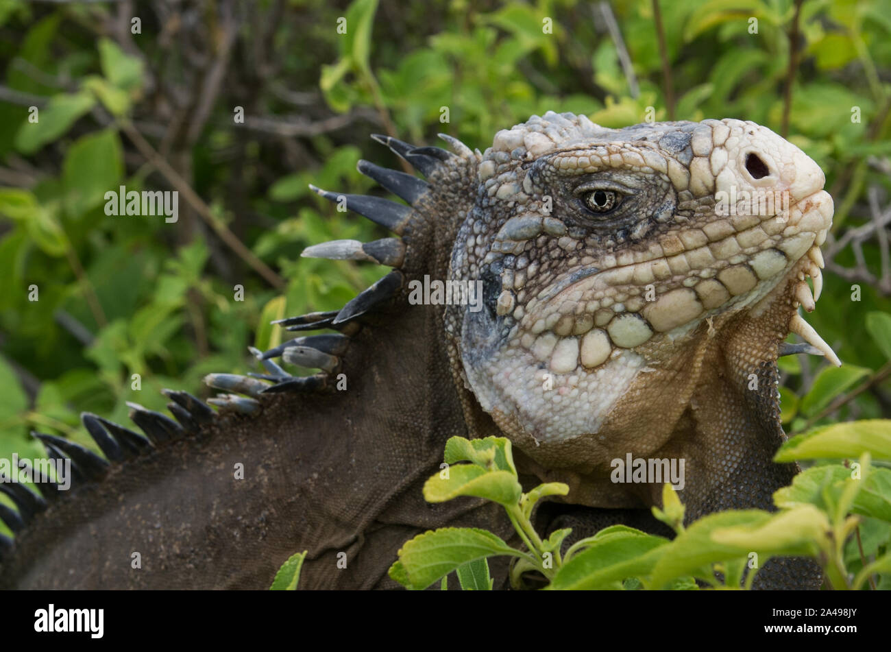 Flying iguana hi-res stock photography and images - Alamy