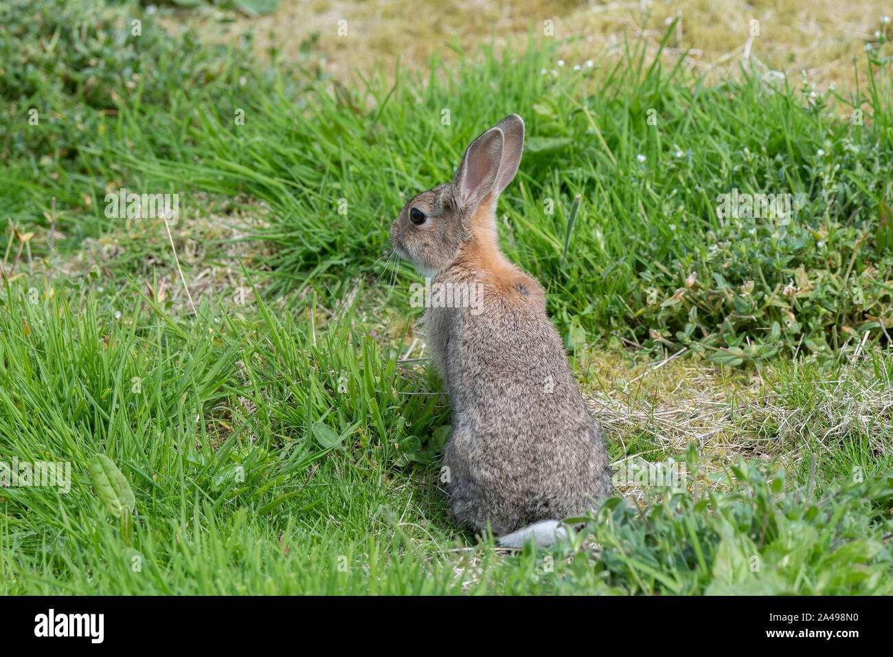 Rabbit oryctolagus cuniculus shetland hi-res stock photography and ...