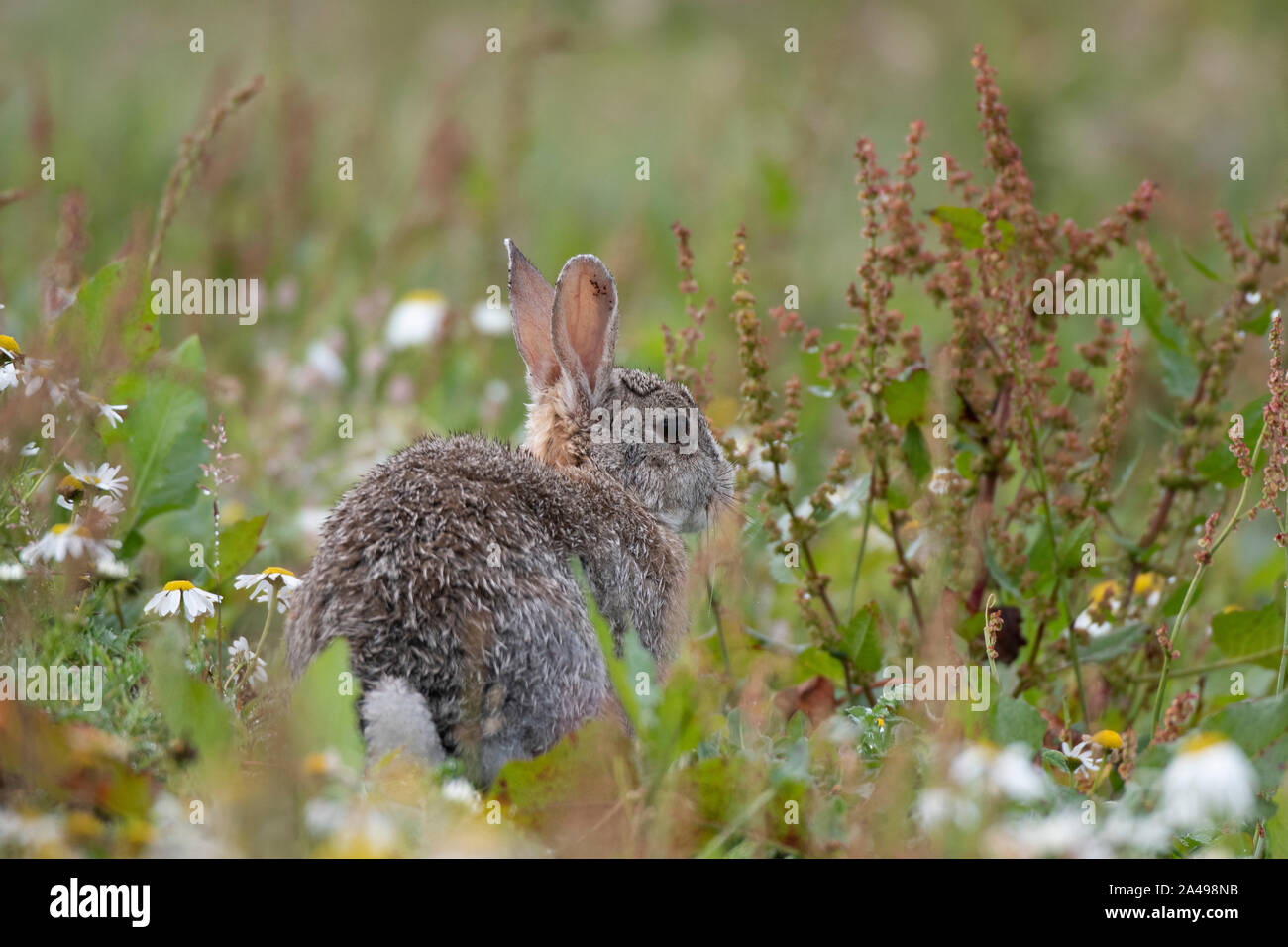 Rabbit islands scotland hi-res stock photography and images - Alamy