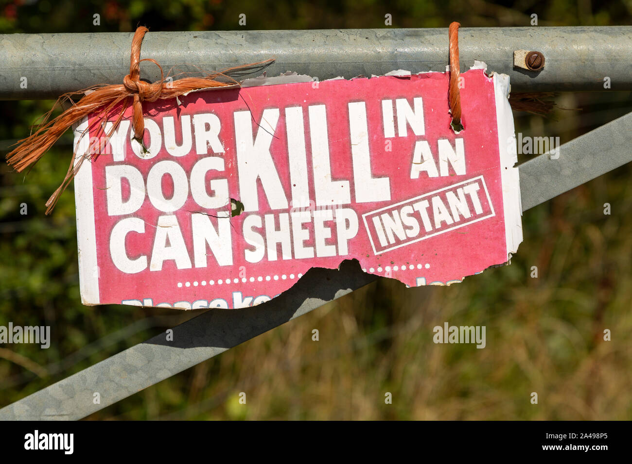 Battered warning sign Your Dog Can Kill Sheep in an Instant, UK Stock ...