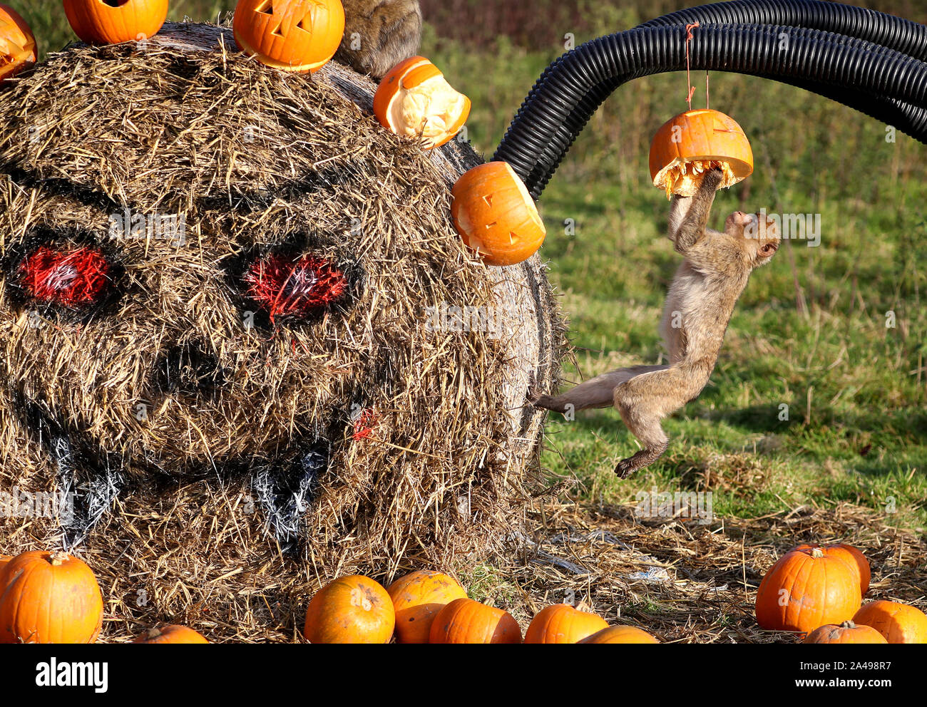 Barbary Macaques at Blair Drummond Safari Park explore a new addition ...