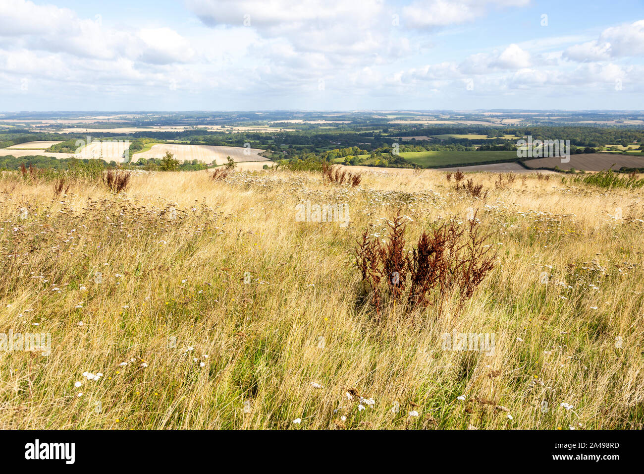 Plant of unimproved grassland hi-res stock photography and images - Alamy
