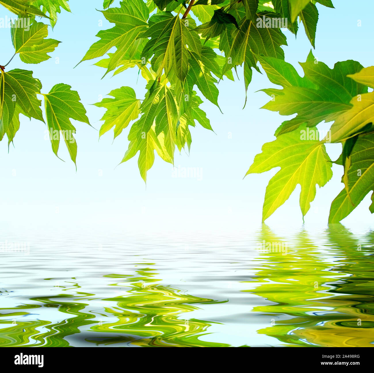 Free white zone in a natural vegetal frame Stock Photo - Alamy