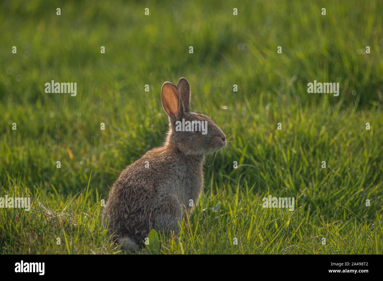 Rabbit islands scotland hi-res stock photography and images - Alamy