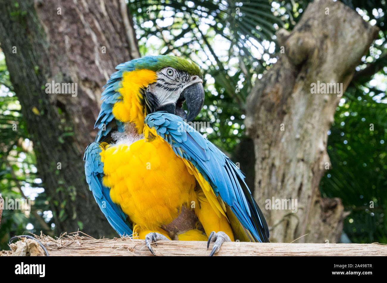 blue and yellow parrot from the West Indies Stock Photo - Alamy
