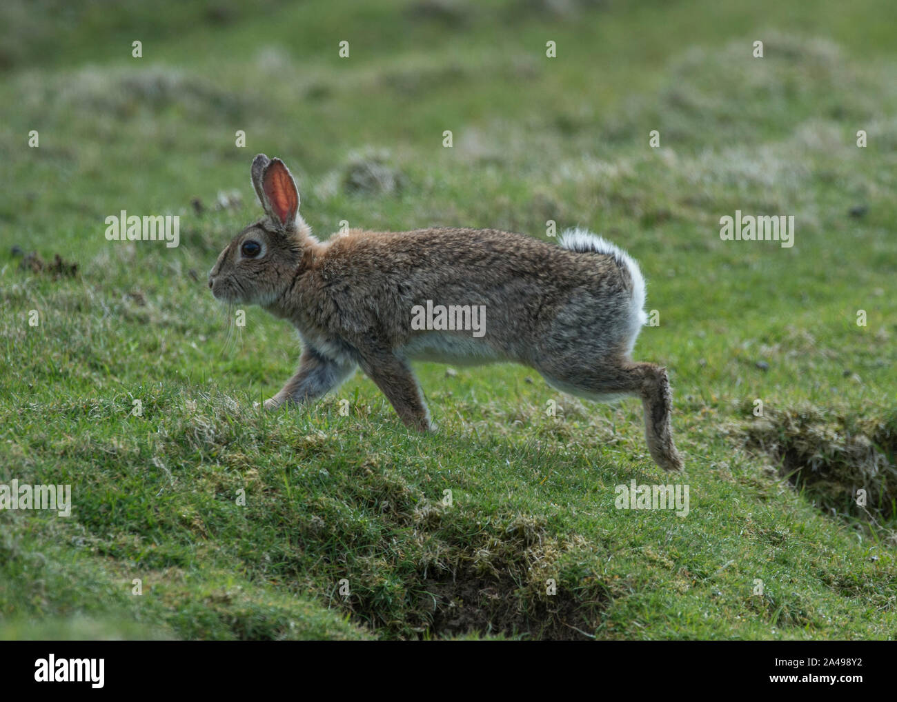Rabbit (Oryctolagus cuniculus) feeding in grass, Shetland, Scotland ...