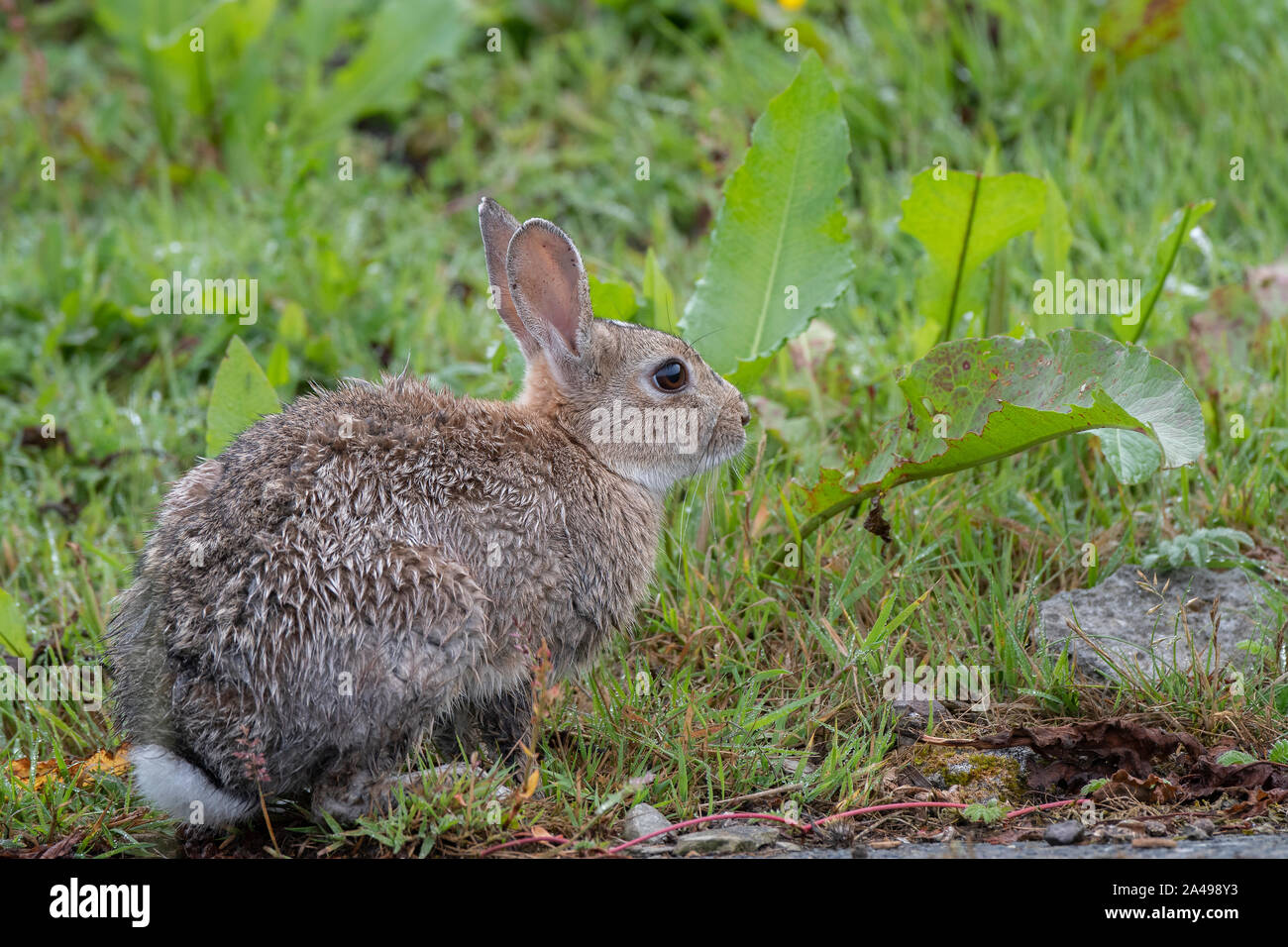 Rabbit Islands Scotland High Resolution Stock Photography and Images ...