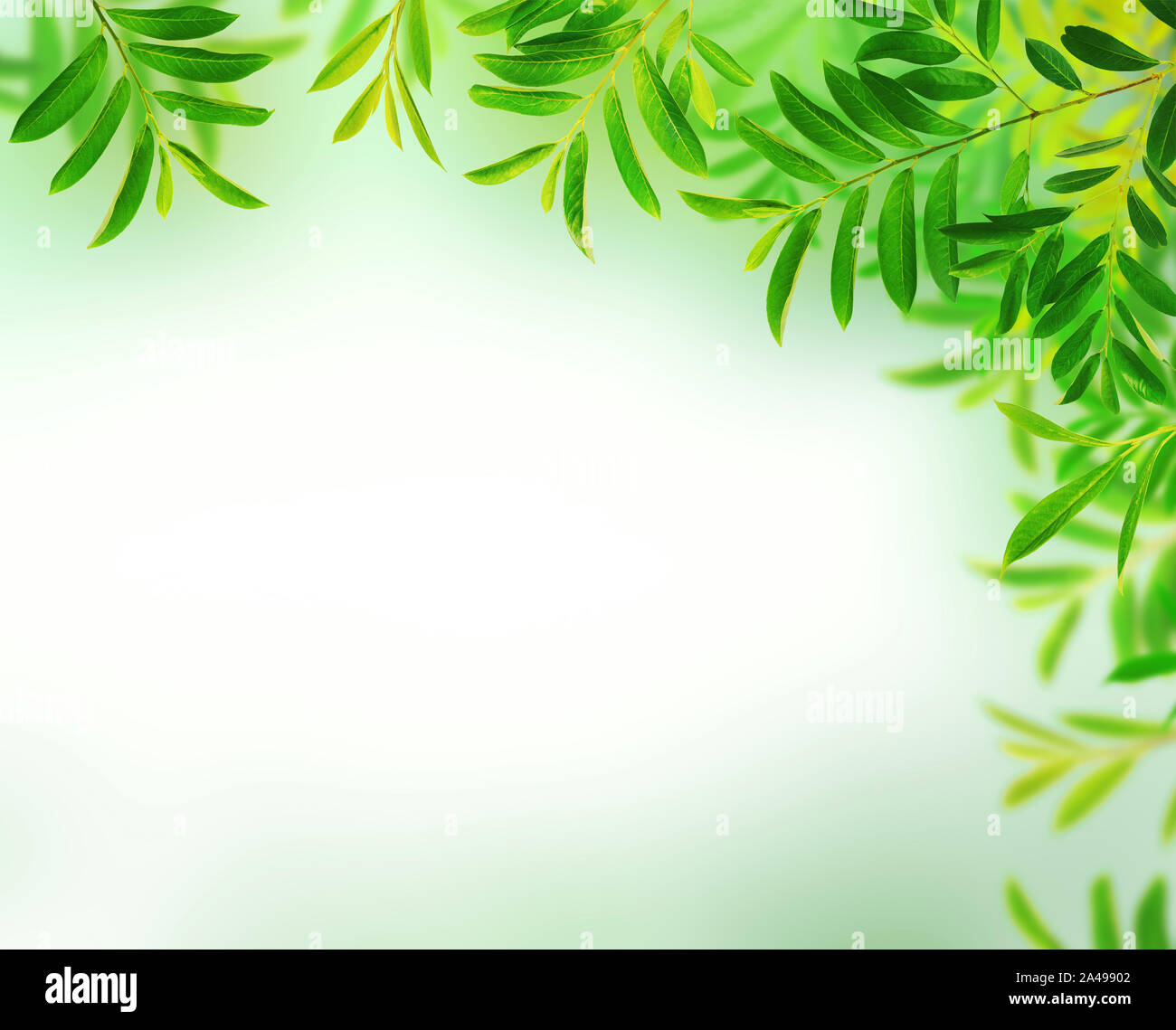 Free white zone in a natural vegetal frame Stock Photo - Alamy