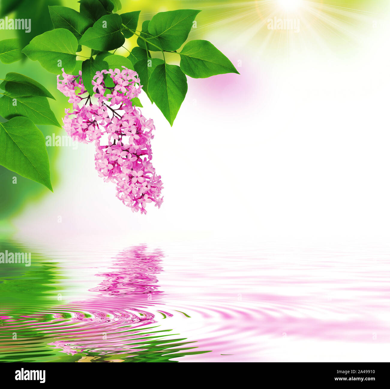 Chlorophyll bloom hi-res stock photography and images - Alamy