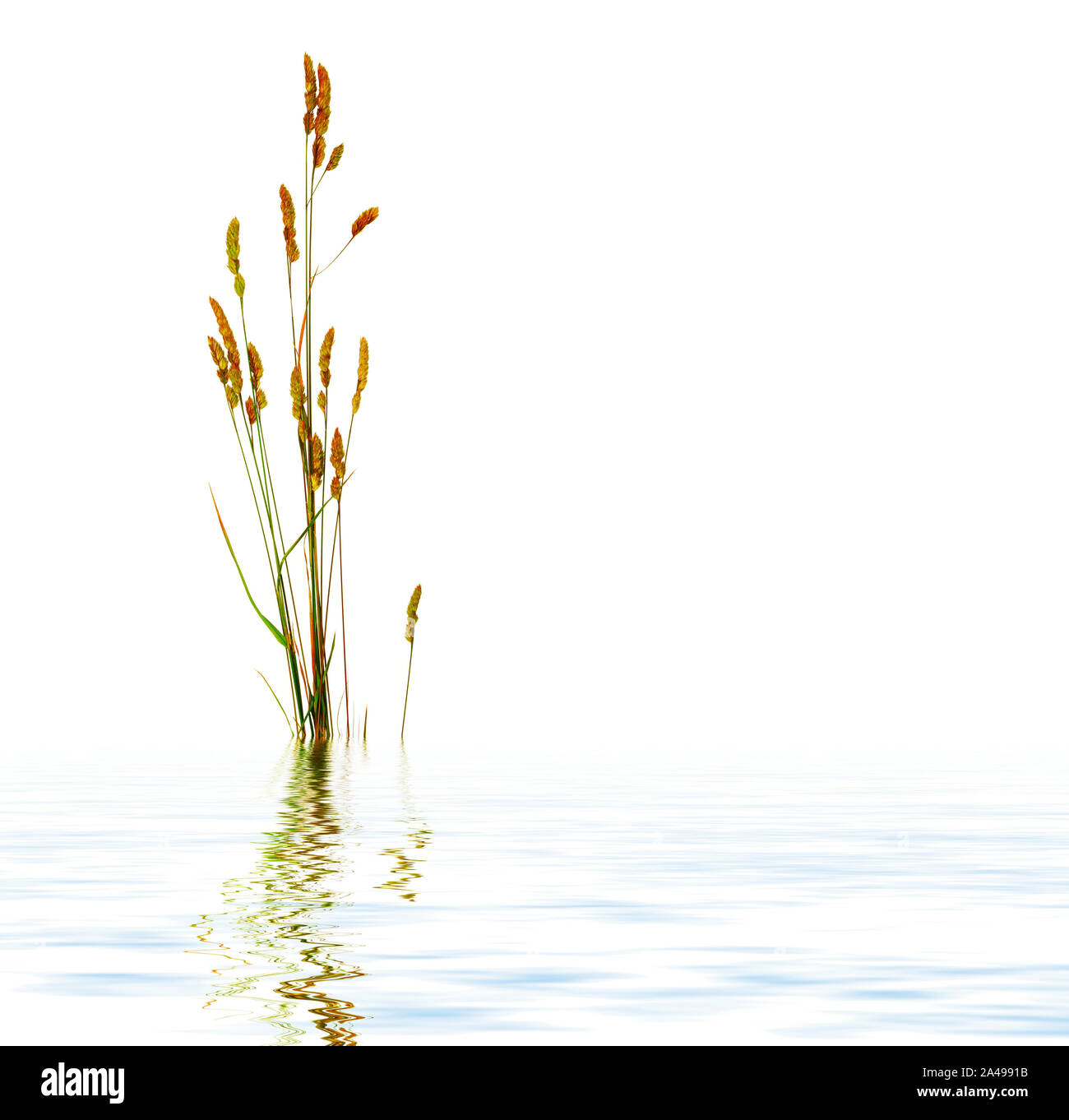 Reed in green grass Cut Out Stock Images & Pictures - Alamy