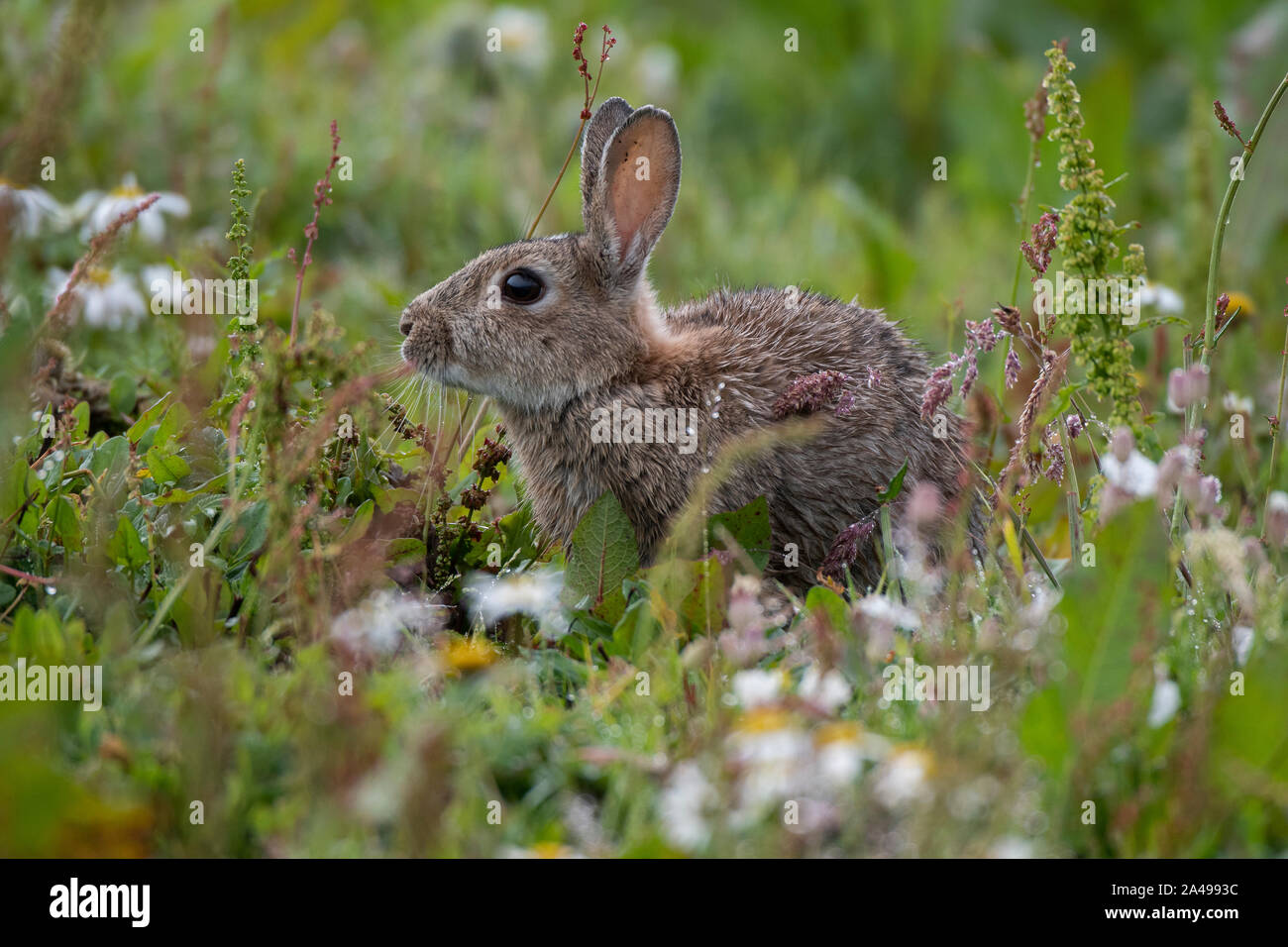 Rabbit Islands Scotland High Resolution Stock Photography and Images ...