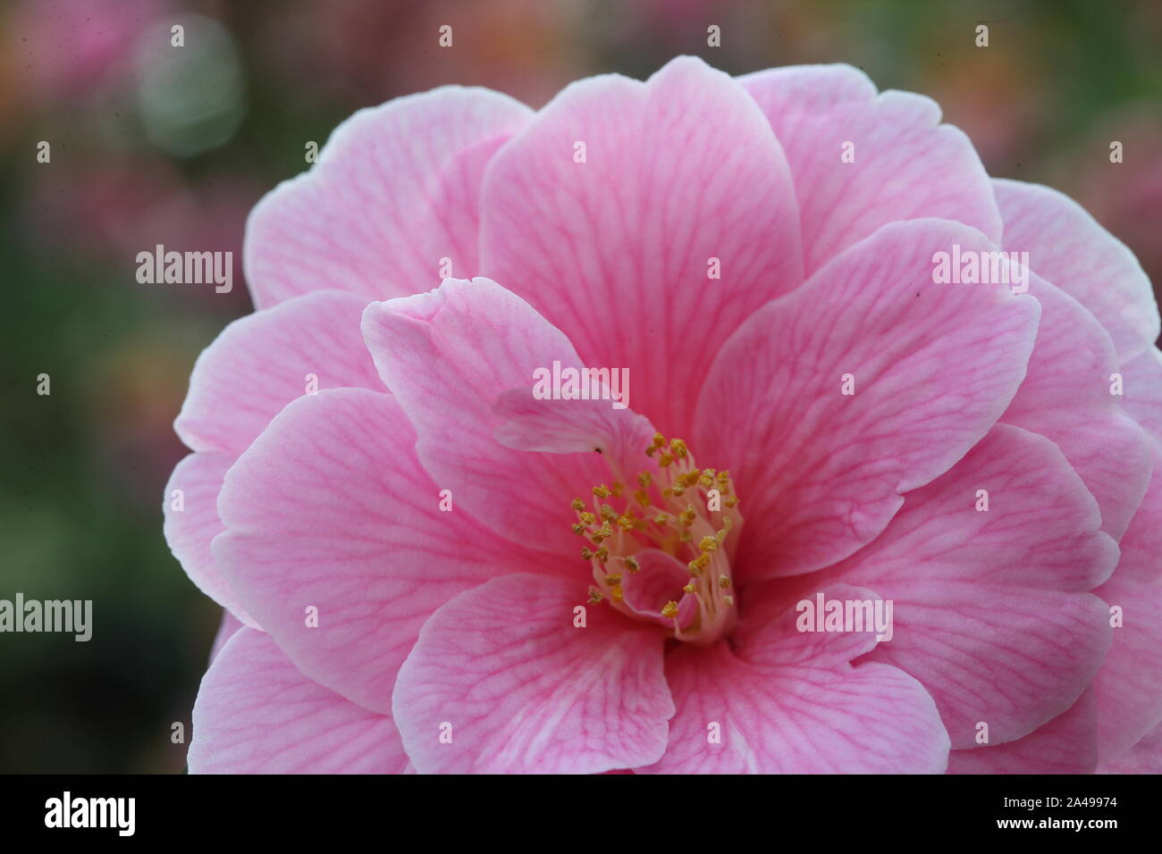 Camellila hi-res stock photography and images - Alamy