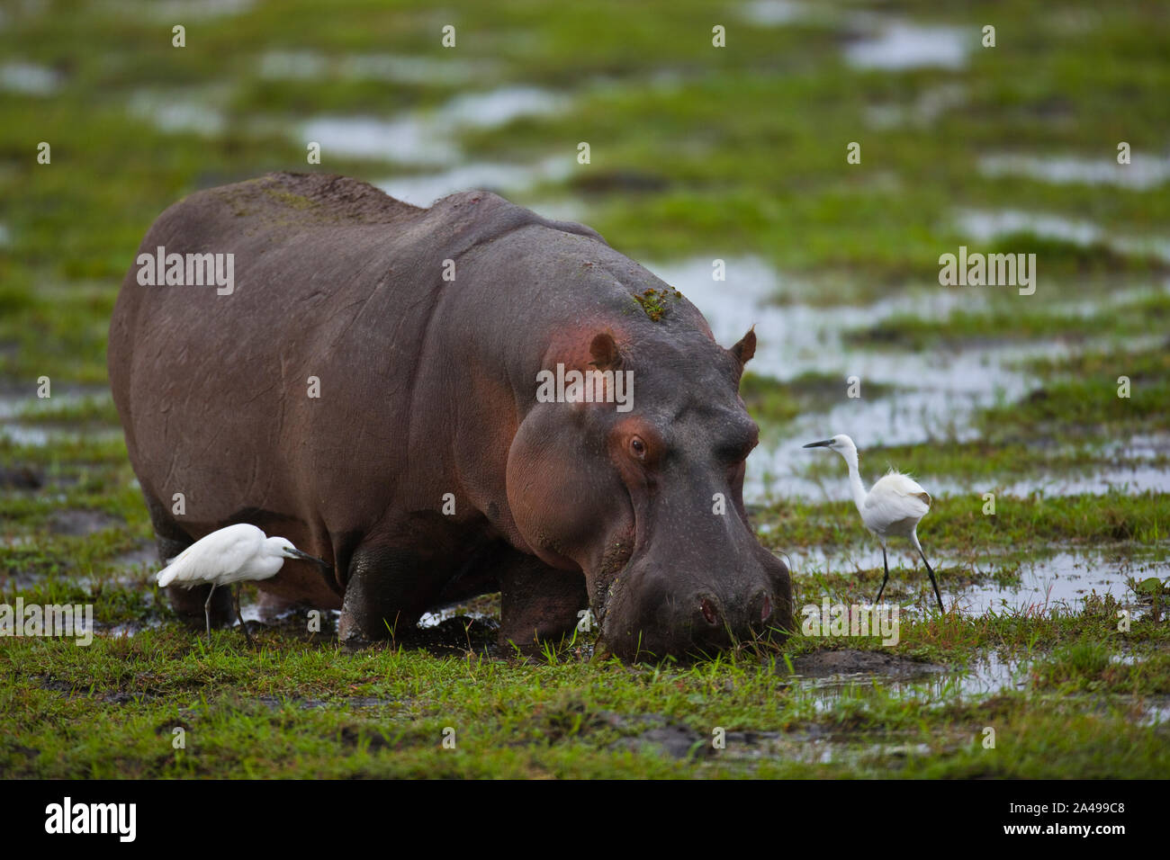 Hipopótamo, Parque Nacional de Amboseli, Kenia, Africa Stock Photo - Alamy
