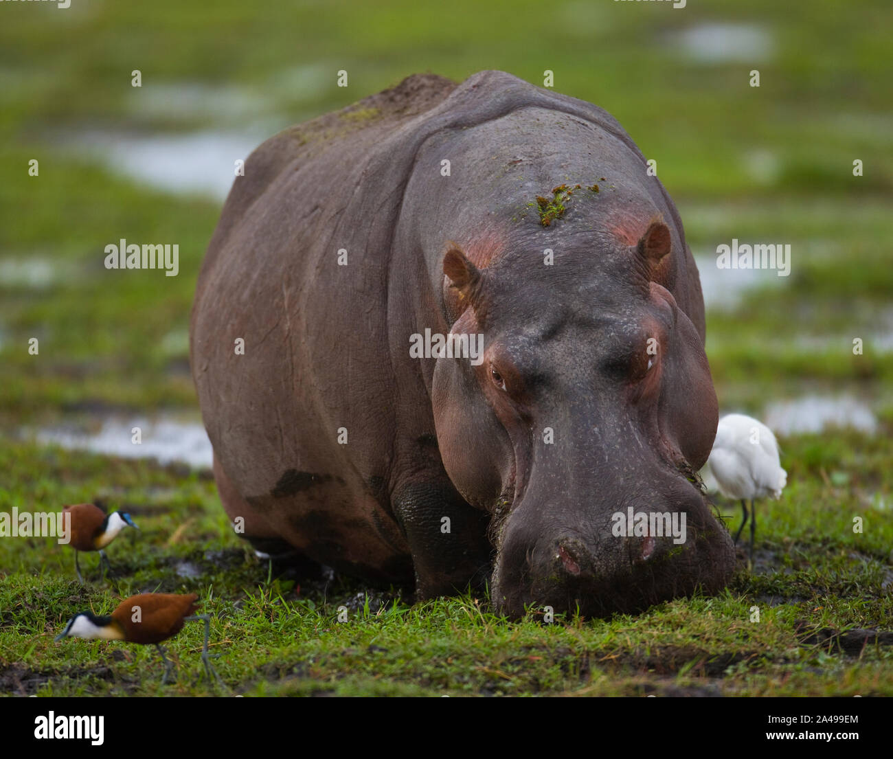 Hipopótamo, Parque Nacional de Amboseli, Kenia, Africa Stock Photo - Alamy
