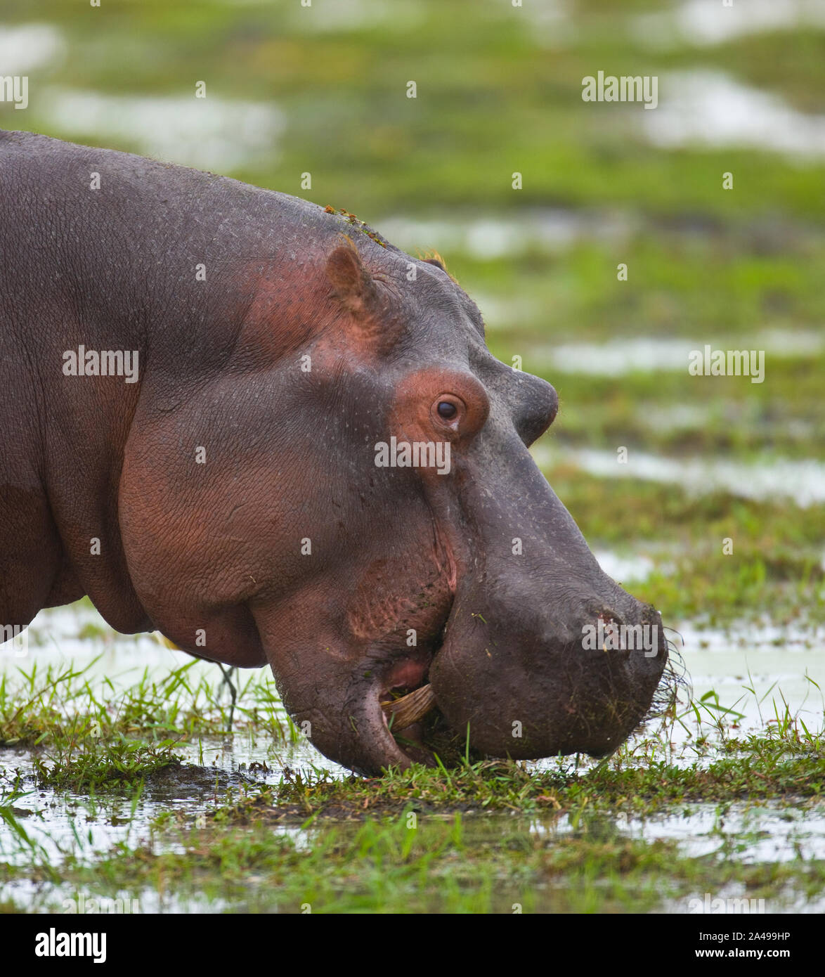 Hipopótamo, Parque Nacional de Amboseli, Kenia, Africa Stock Photo - Alamy