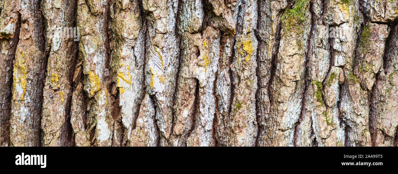 Oak tree bark, close up view. Sample of texture, natural background in ...
