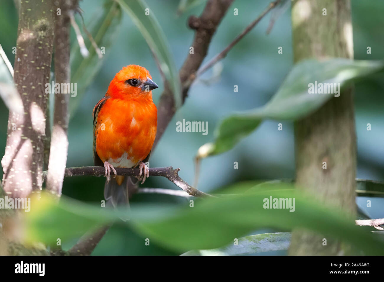 Robin weaver hi-res stock photography and images - Alamy