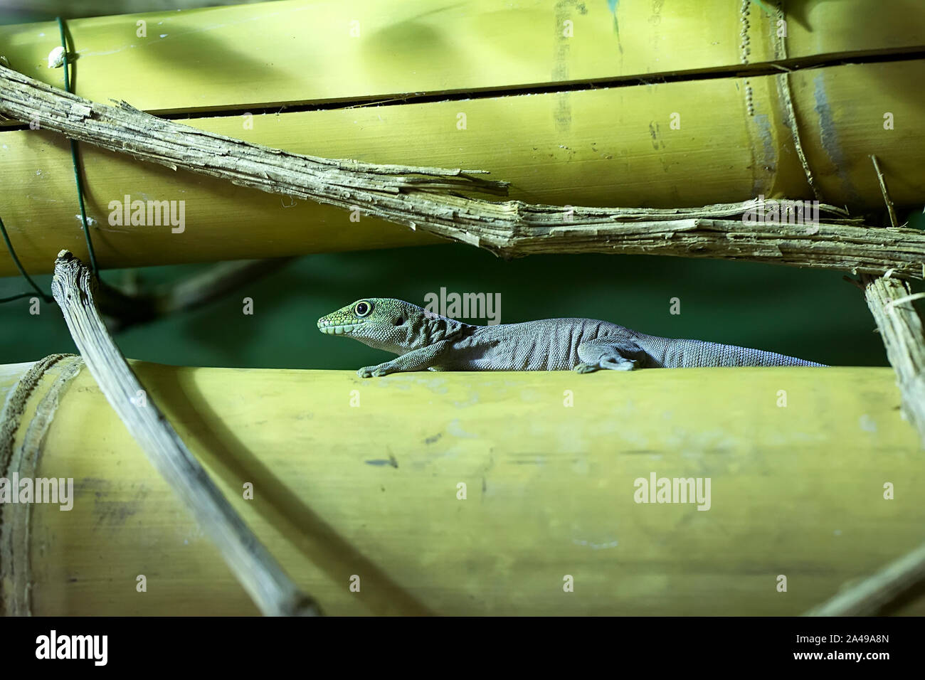 Gecko run in water hi-res stock photography and images - Alamy