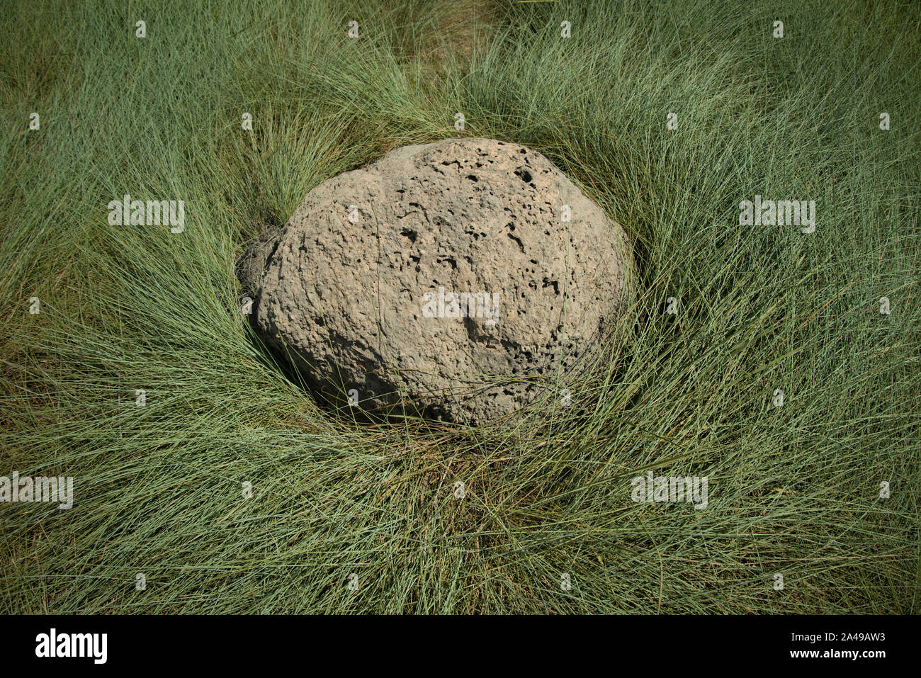 Garden ant hill hi-res stock photography and images - Alamy