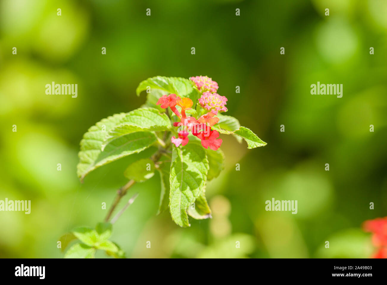 Single flower lantana camara hi-res stock photography and images - Alamy