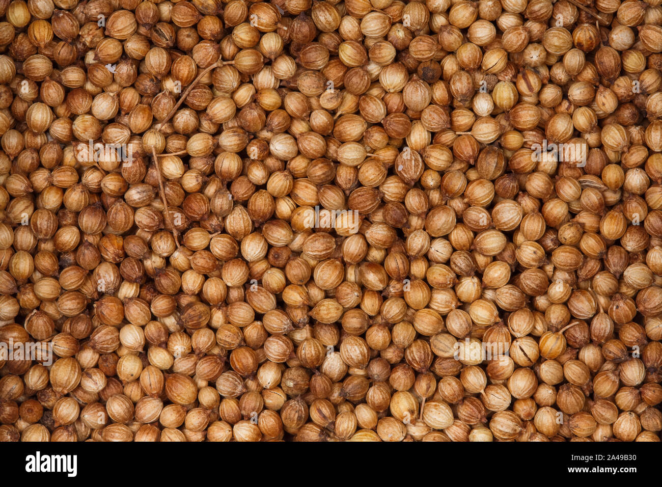 Organic Dried coriander seeds, Coriandrum sativum closeup, background, texture Stock Photo - Alamy