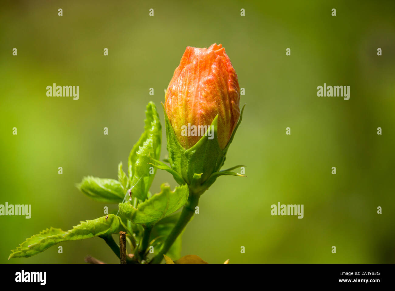 China rose petals hi-res stock photography and images - Alamy