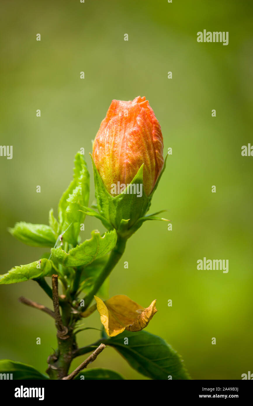 Bud to rose hi-res stock photography and images - Alamy