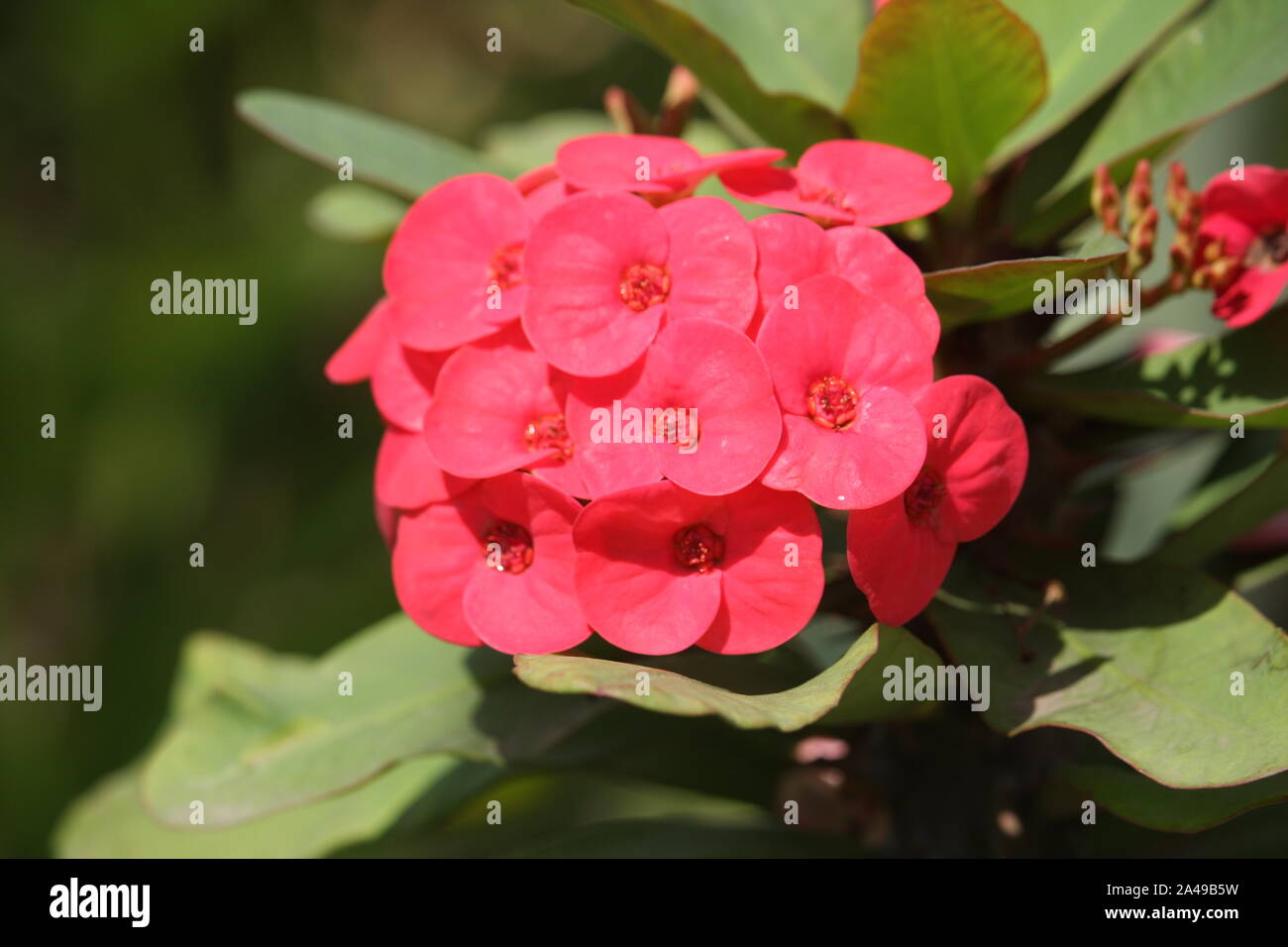 Crown of Thorns Flower Stock Photo - Alamy