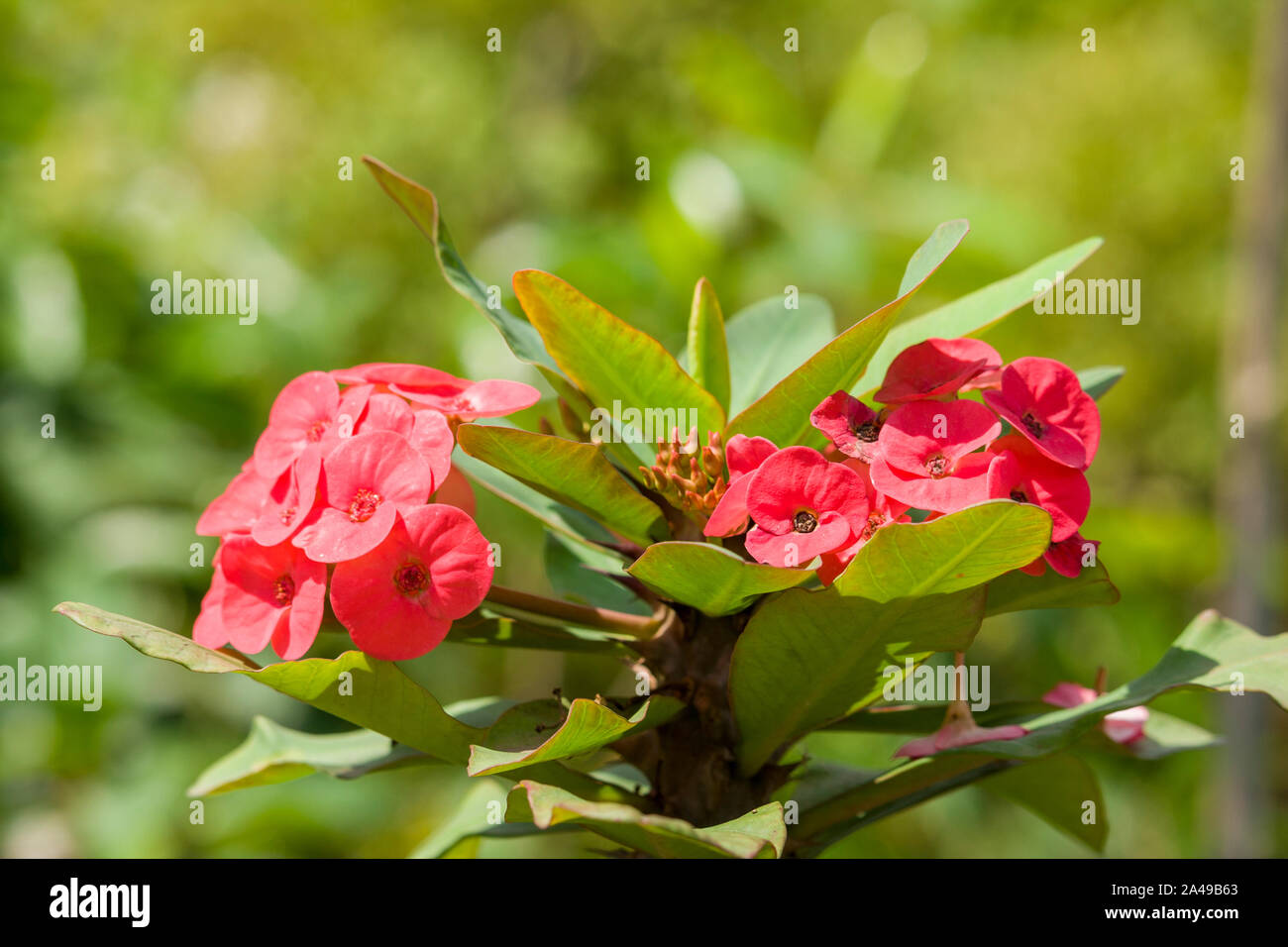 Crown of Thorns Flower Stock Photo - Alamy
