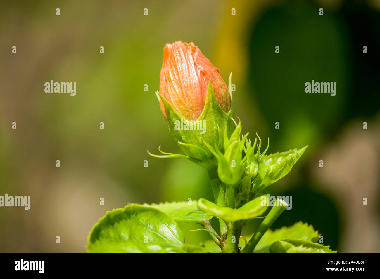 China rose hibiscus hi-res stock photography and images - Alamy