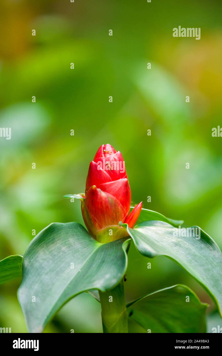 Zingiber zerumbet hi-res stock photography and images - Alamy