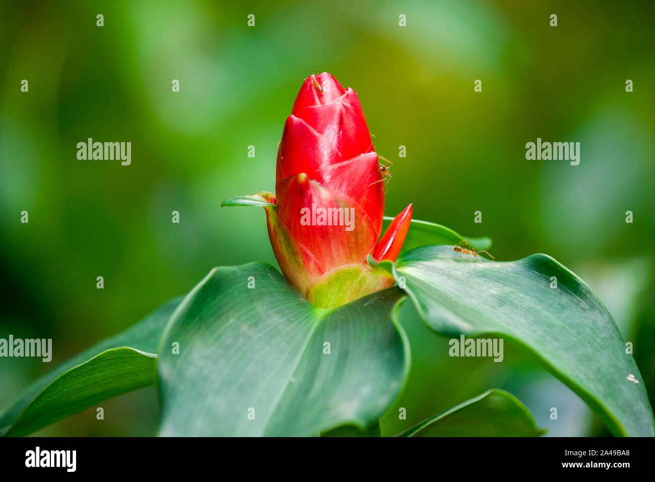 Zingiber flower hi-res stock photography and images - Alamy