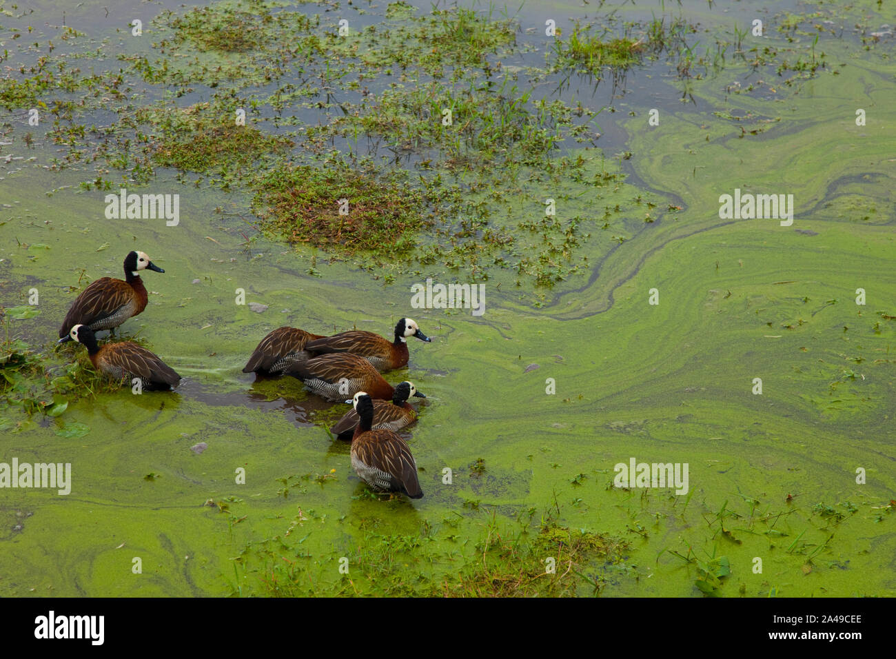 Pato de africa hi-res stock photography and images - Alamy