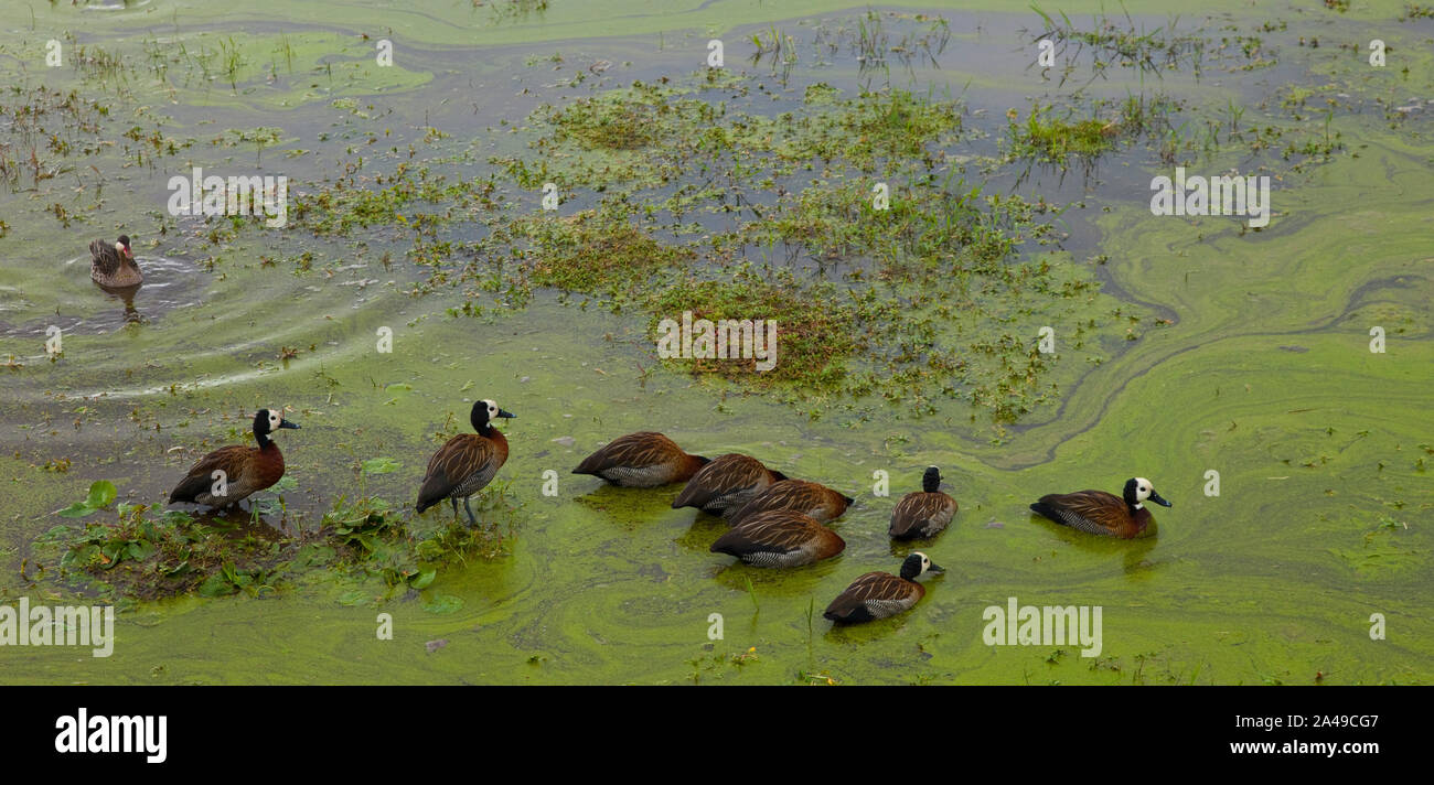 Pato de africa hi-res stock photography and images - Alamy