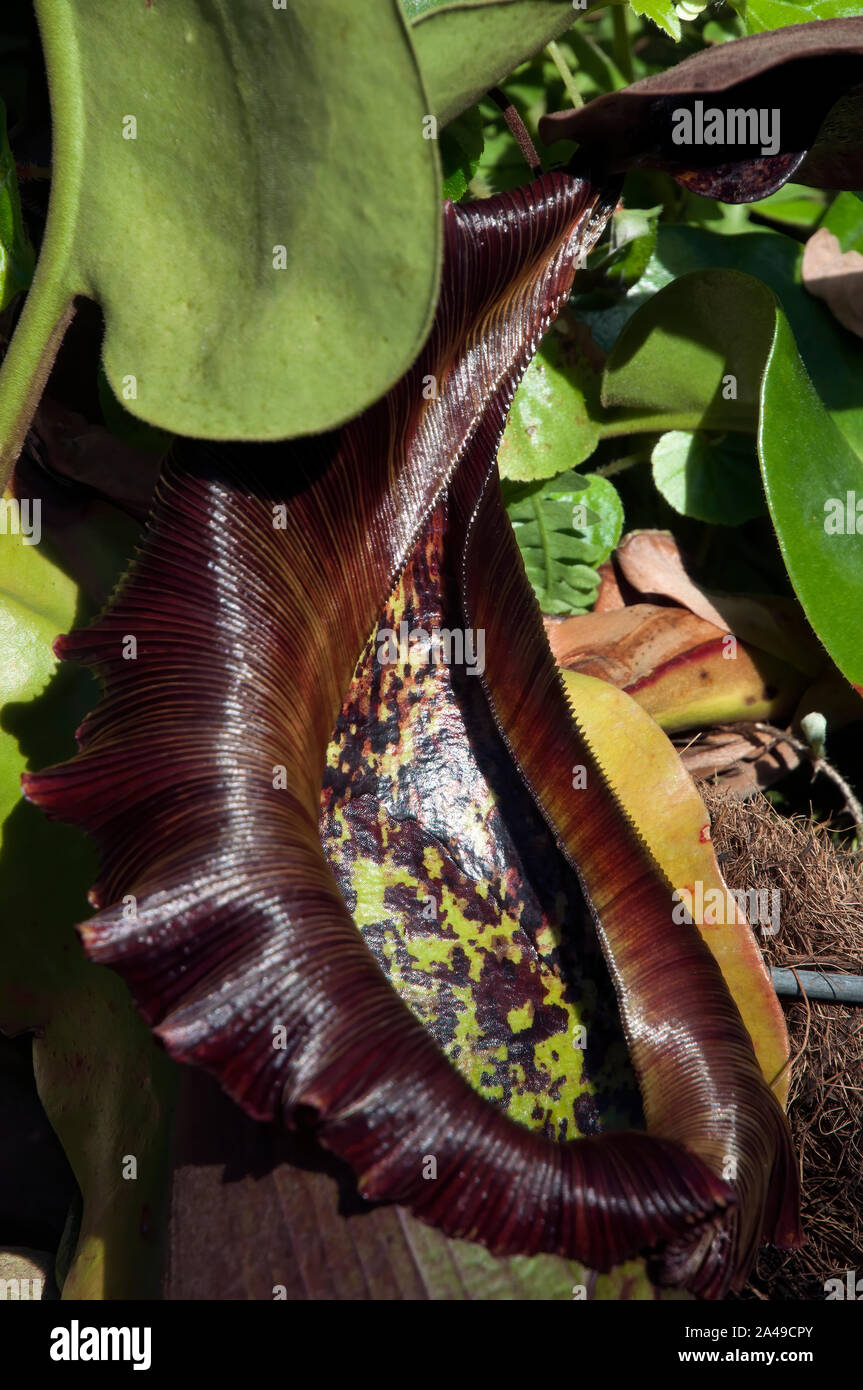 Sydney Australia, Hanging pitcher plant pod with brown ridged collar ...