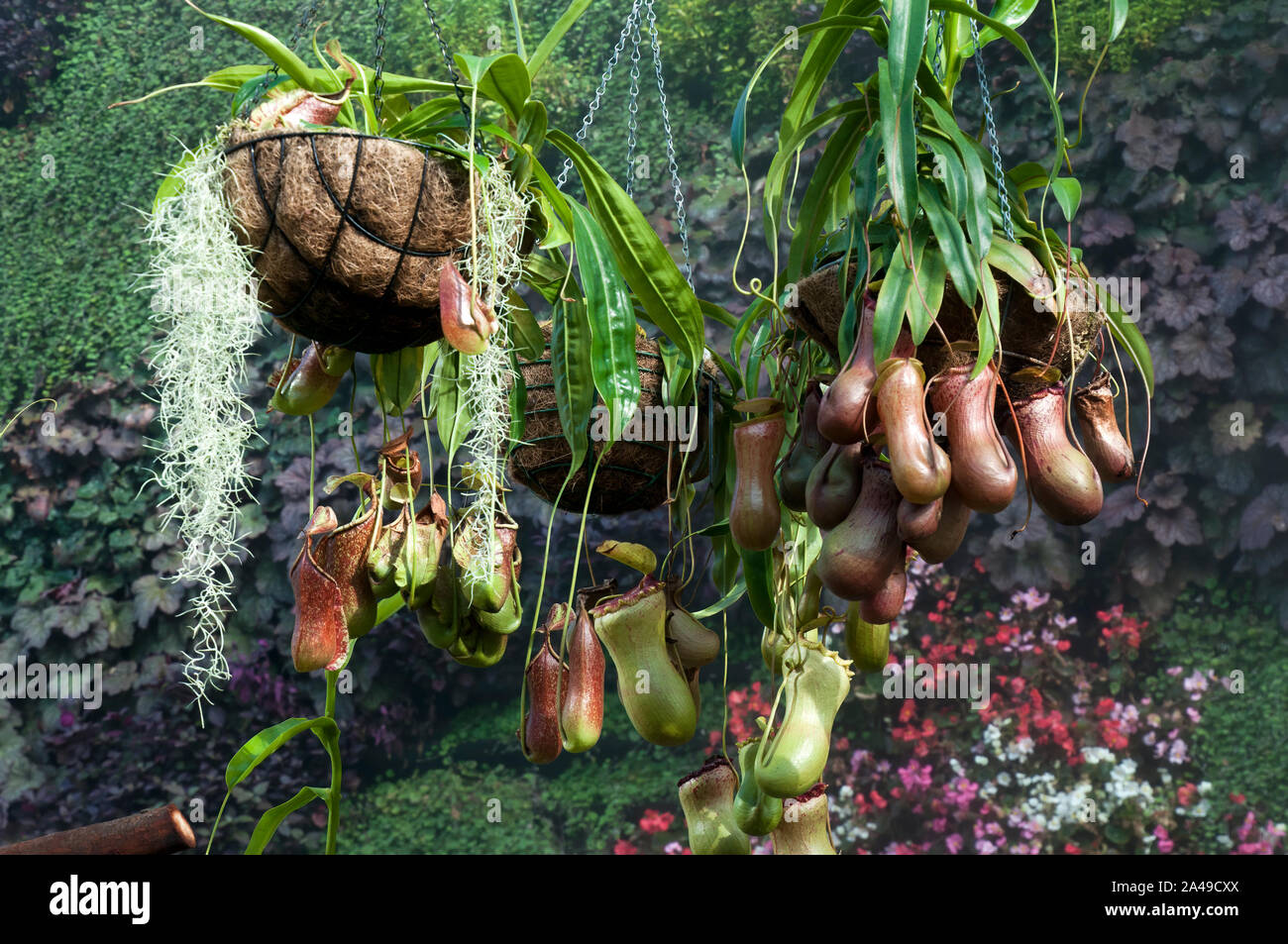Sydney Australia, aerial garden display of pitcher plant with hanging ...