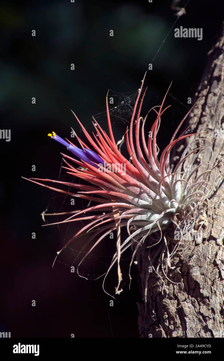 Sydney Australia, tillandsia or airplant a epiphyte growing on a tree ...