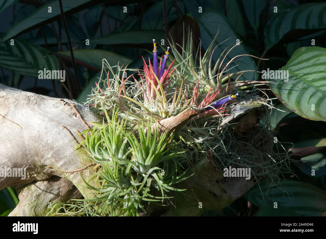 Sydney Australia, tillandsia or airplant a epiphyte growing on a tree ...