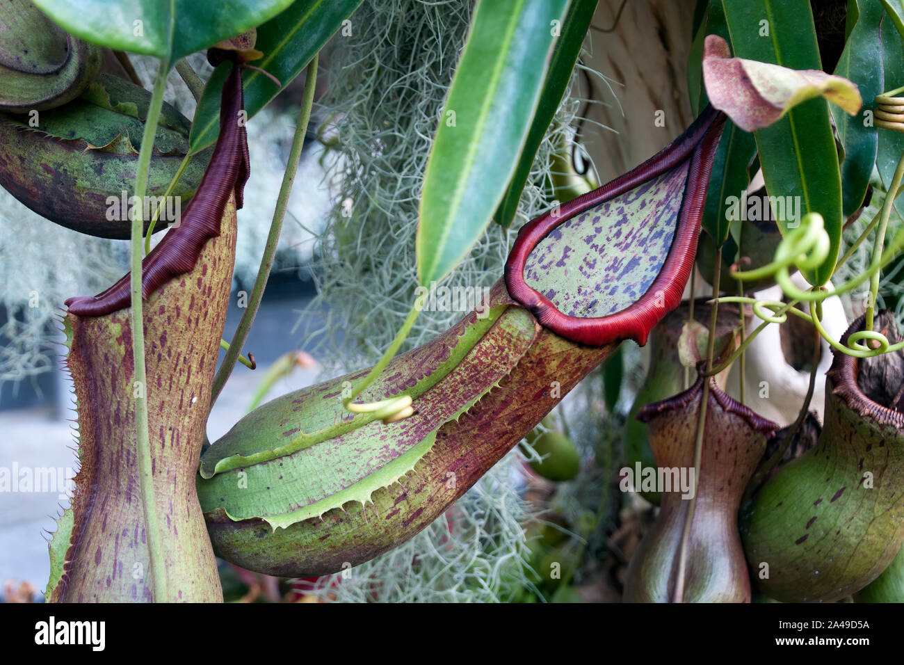 Spotted pitcherplant hi-res stock photography and images - Alamy