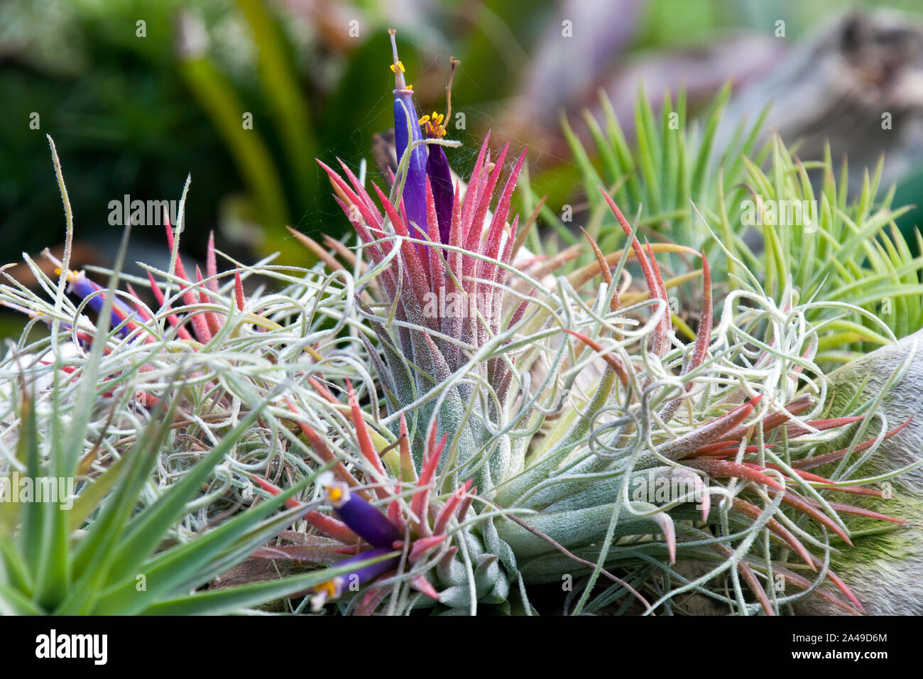 Sydney Australia, tillandsia or airplant a epiphyte growing on a tree ...