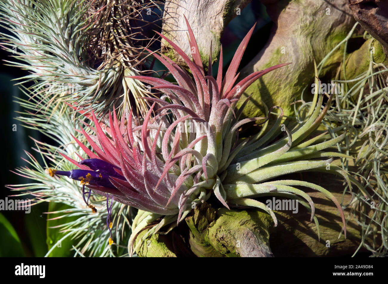 Sydney Australia, tillandsia or airplant a epiphyte growing on a tree ...