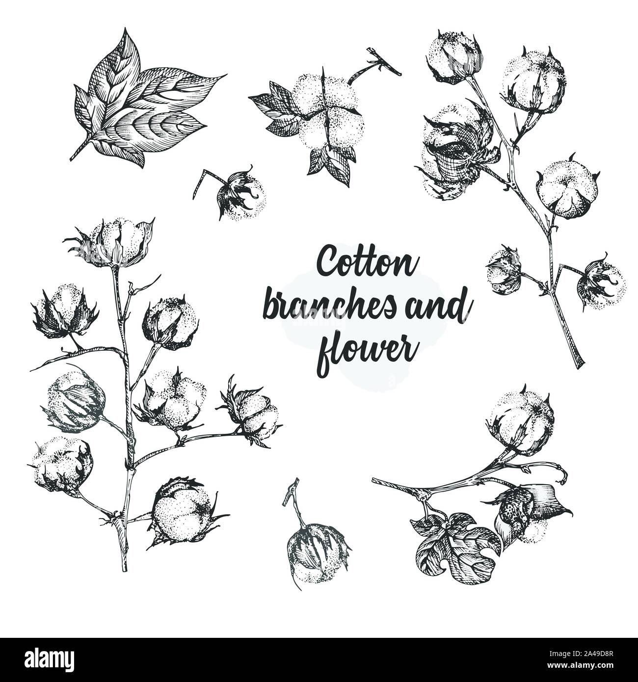 Cotton plant botanical drawing hi-res stock photography and images - Alamy