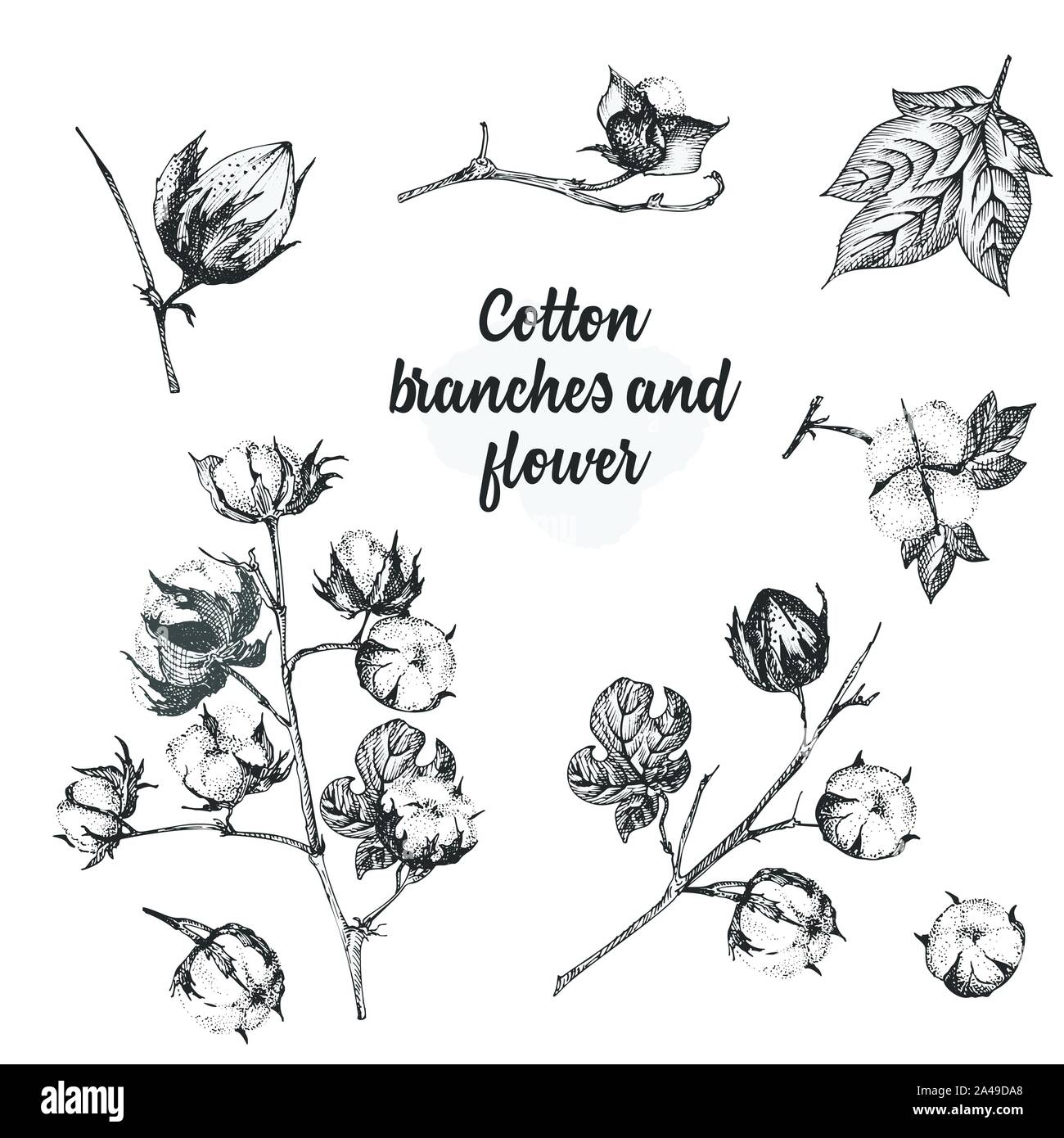 Cotton plant botanical drawing hi-res stock photography and images - Alamy