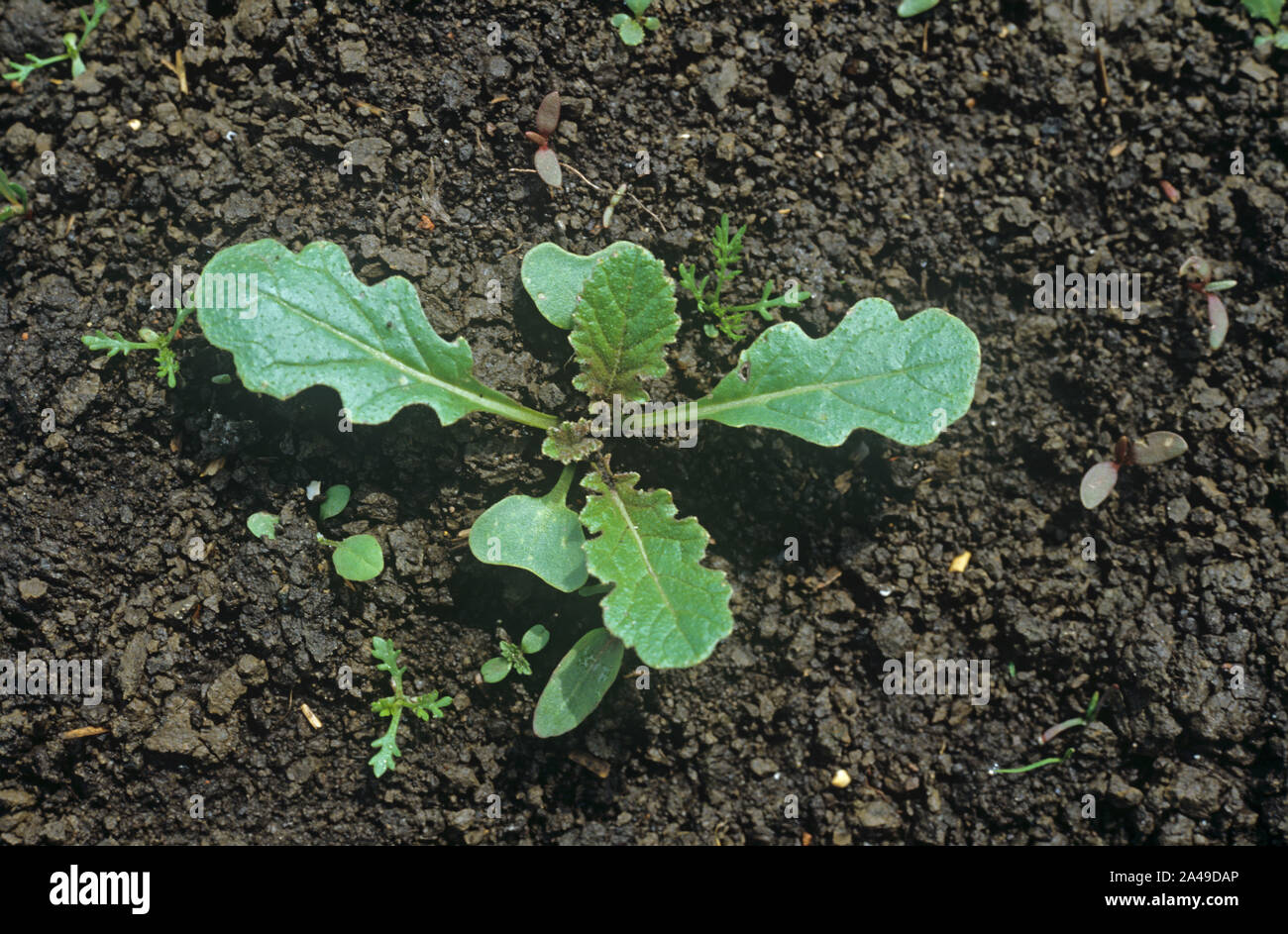 Charlock (Sinapis arvensis) young plant in the field against a soil ...