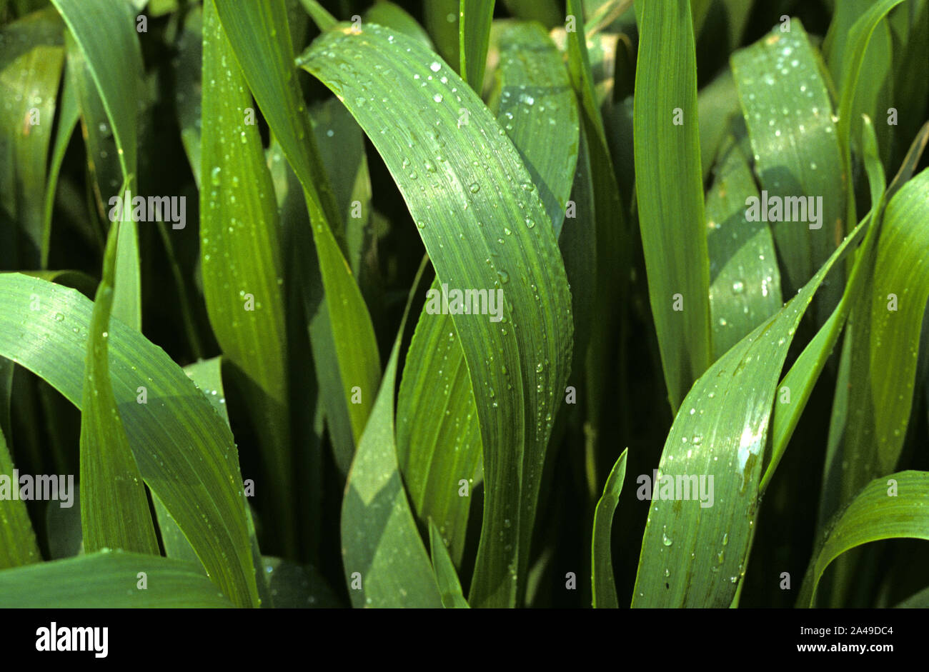Flag leaves on a wheat crop with clear and discreetr droplet from a ...