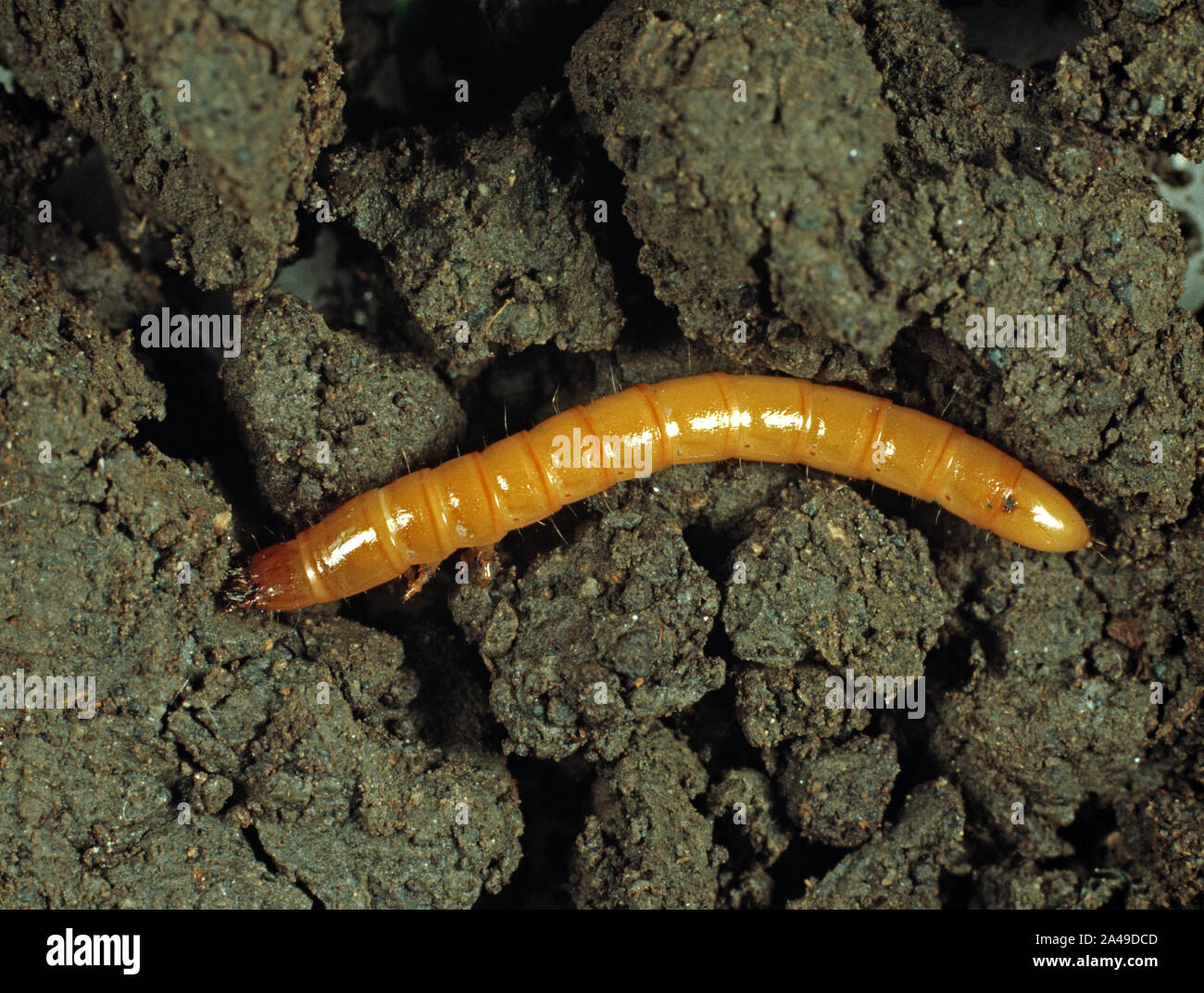 Lined click beetle hi-res stock photography and images - Alamy