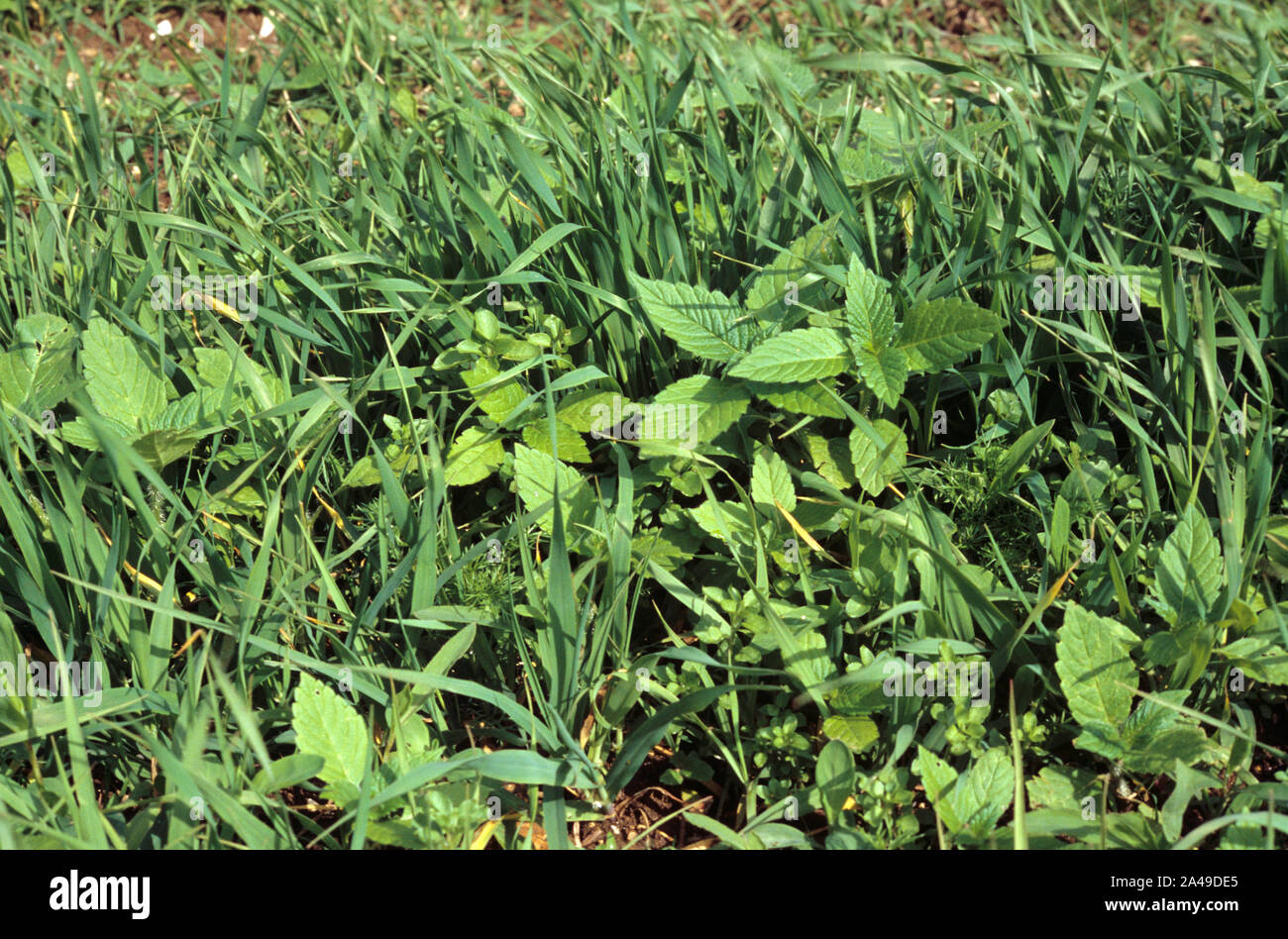 Severe infestation of several broad-leaved weed species in a young ...