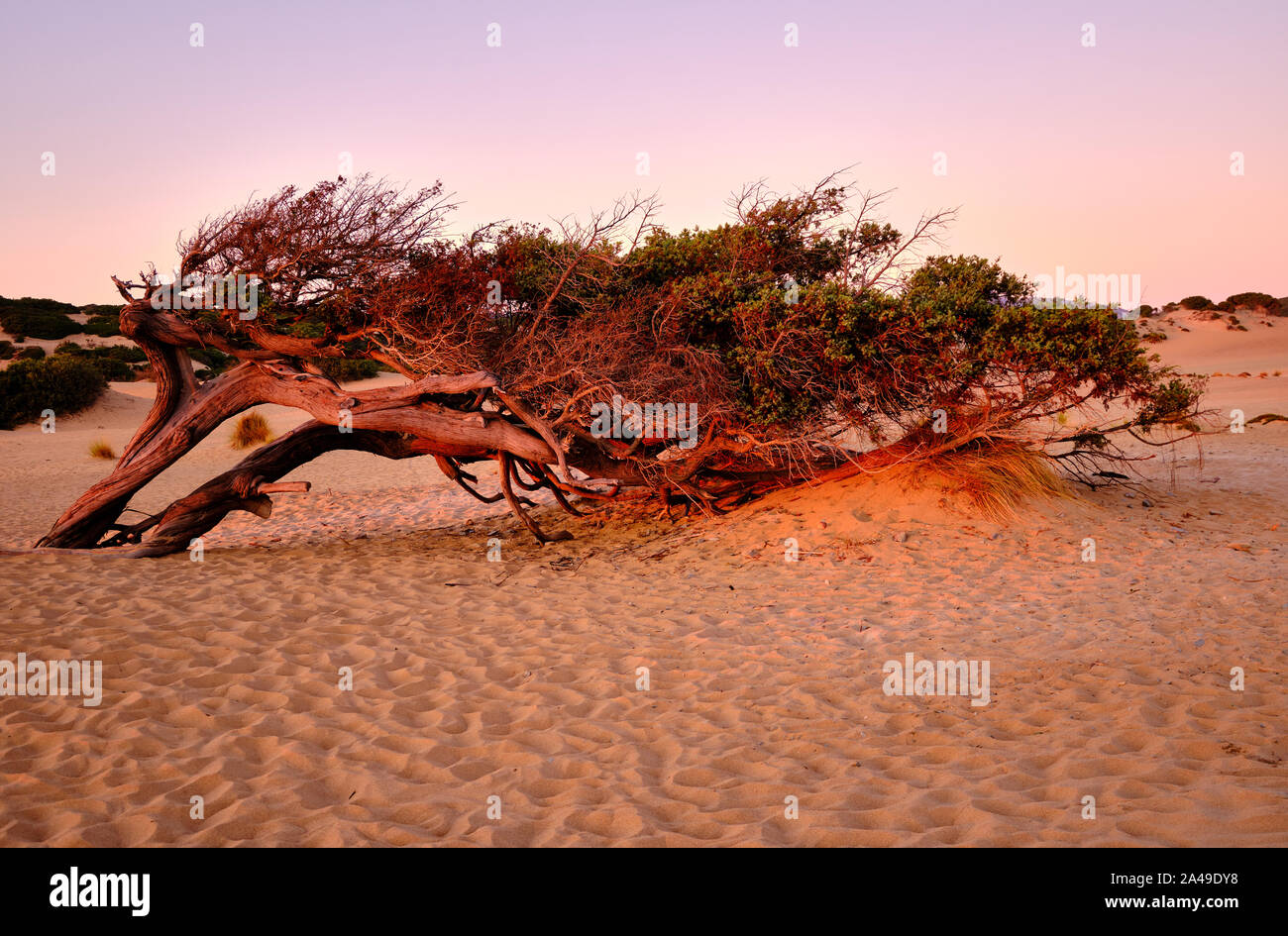 Juniperus molded by the wind in Dune di Piscinas, Sardinian Desert ...