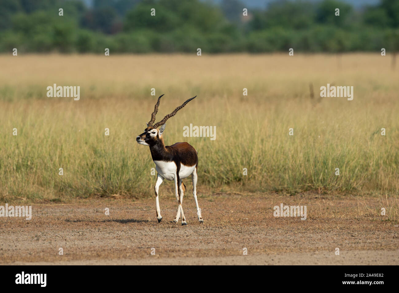 Antelope Male Blackbuck in a beautiful open grass field green ...